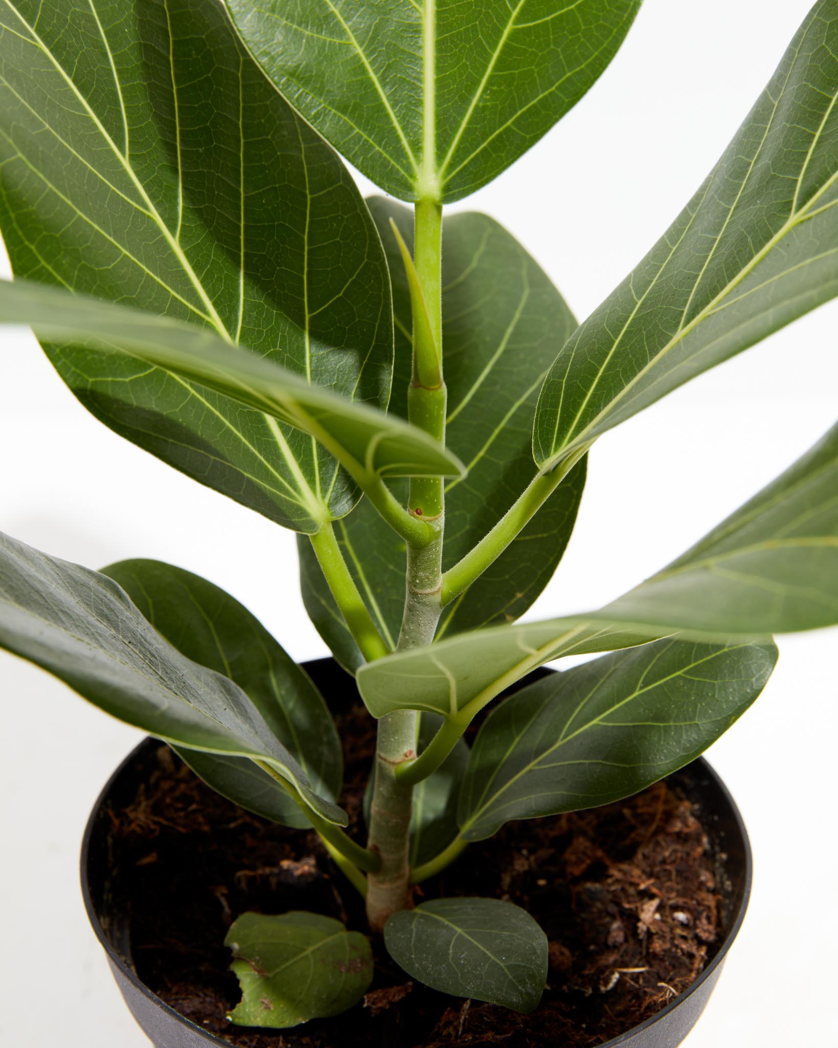 Ficus Audrey For Sale, Including Care Guide & Growing Tips