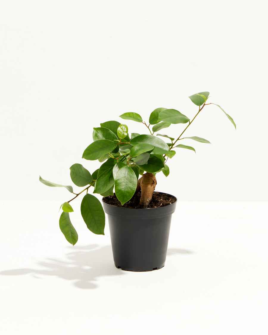 Ficus Benjamina Midnight Braid | Indoor Plants | Lively Root