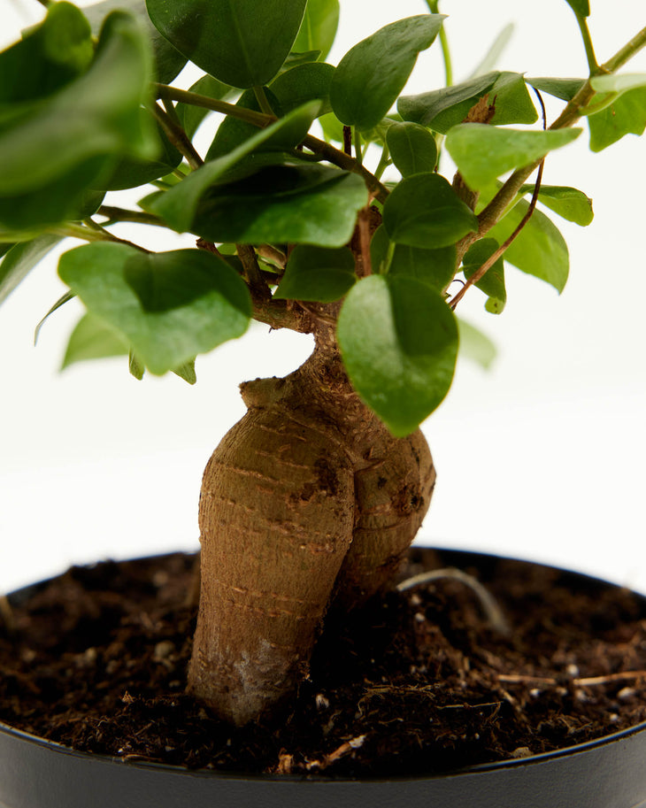 Ficus Benjamina Midnight Braid | Indoor Plants | Lively Root