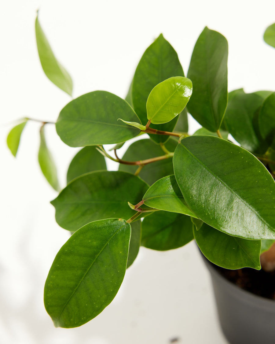 Ficus Benjamina Midnight Braid | Indoor Plants | Lively Root