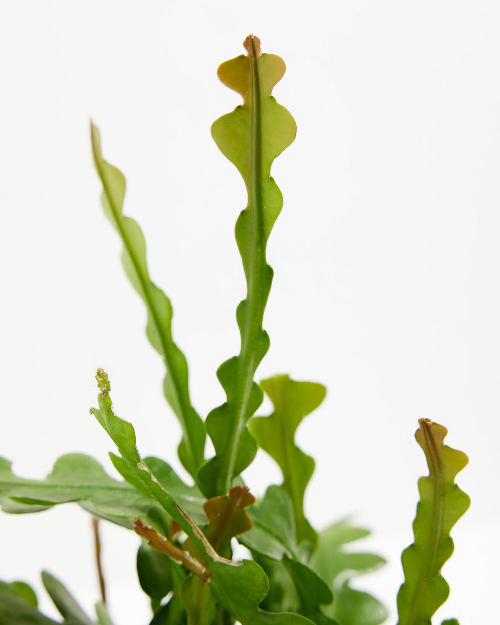 Ric Rac Cactus | Zig Zag Stem Plant | Lively Root