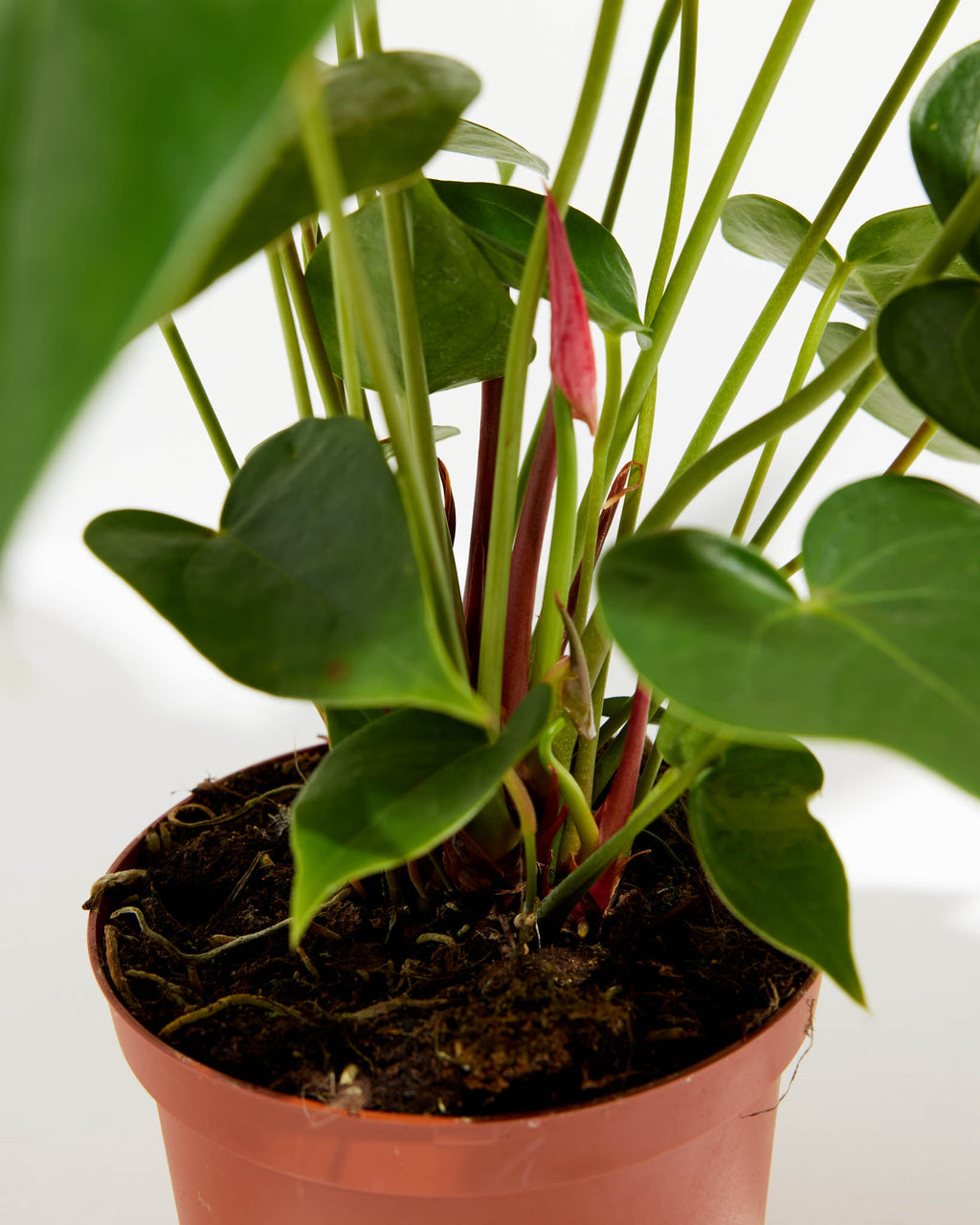 Flamingo Flower Plant For Sale Including Care Guide