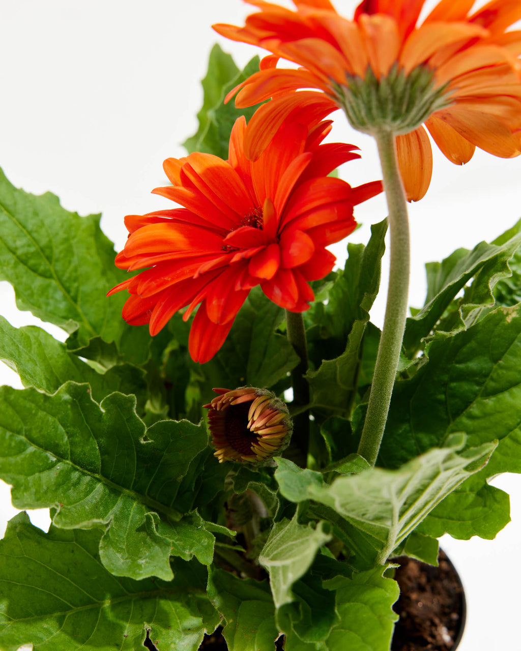Gerbera Daisy Plant Care
