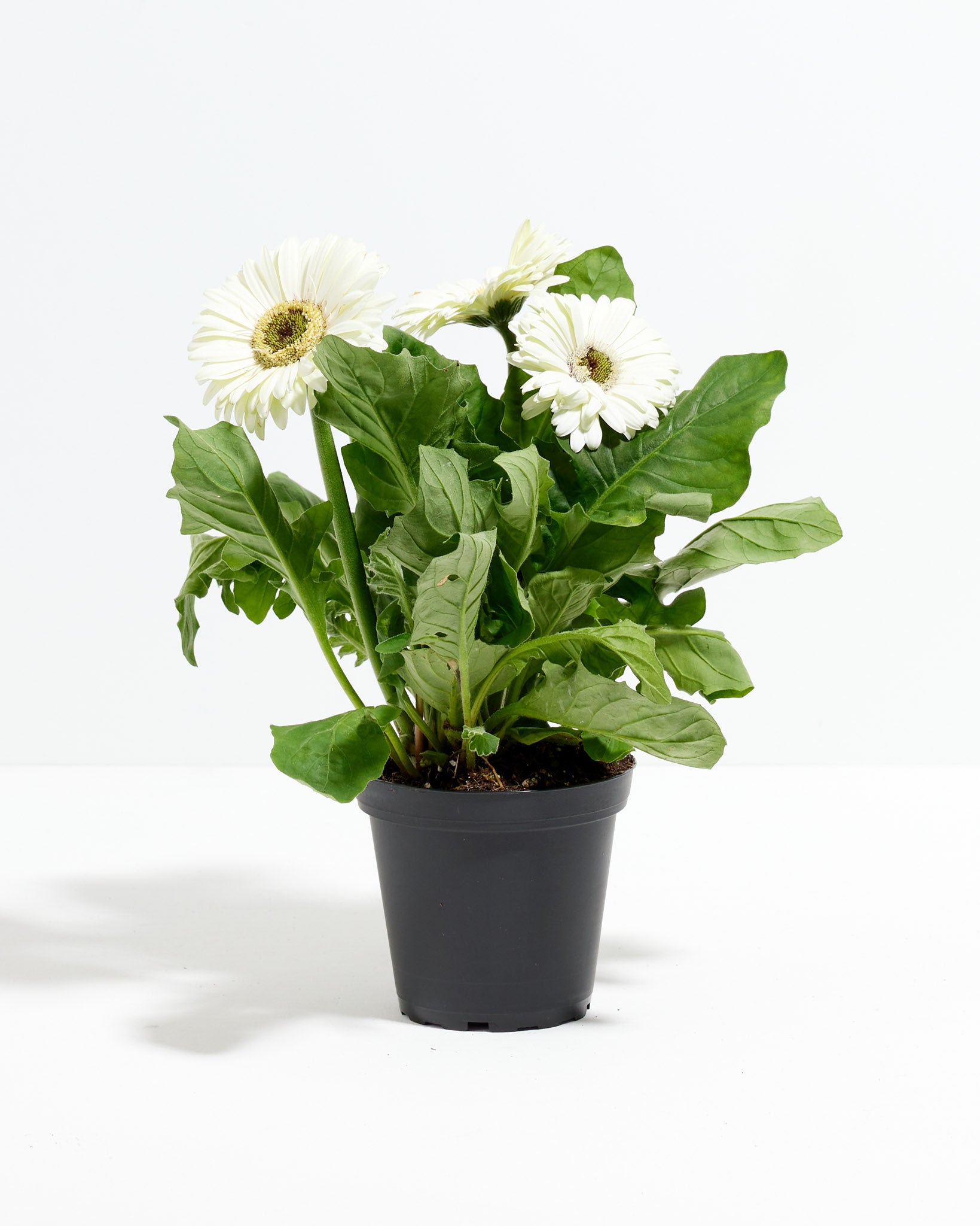 White Gerbera Daisy Plants