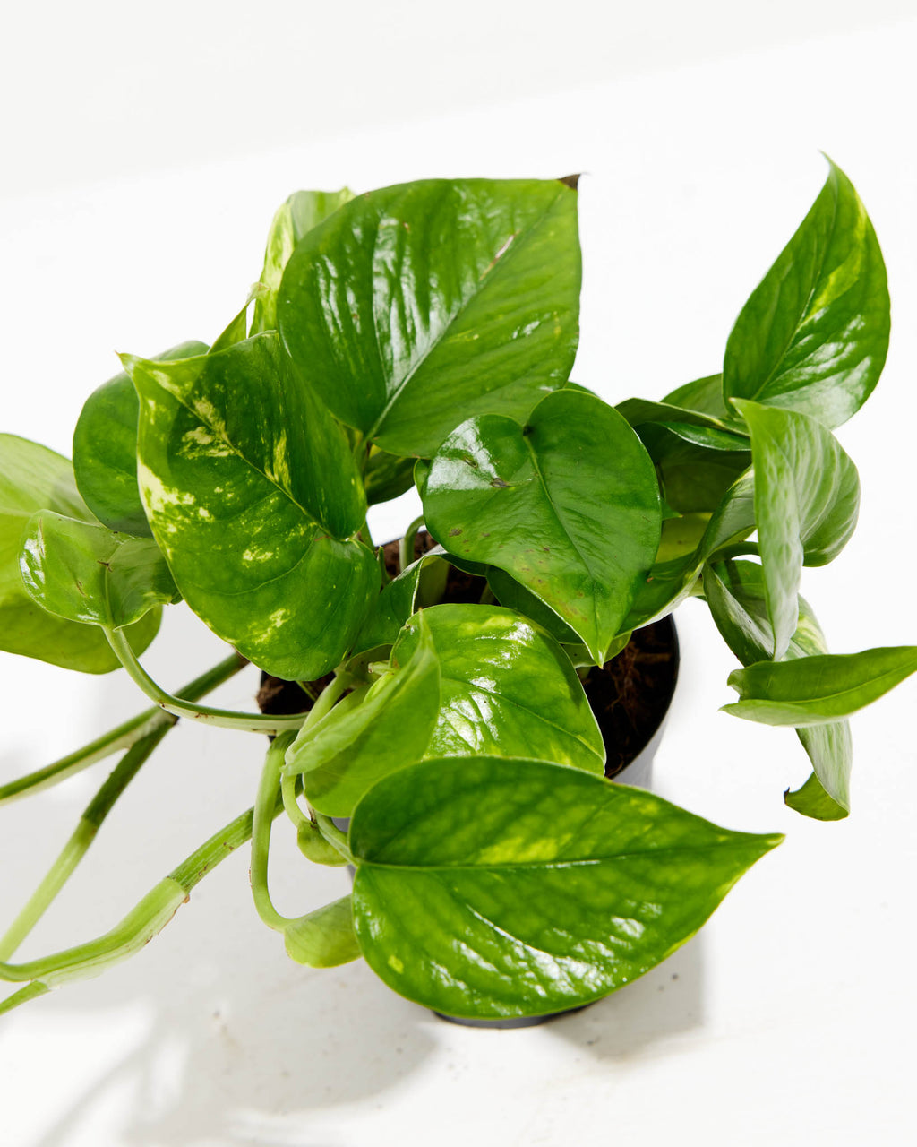 Golden Pothos Plant For Sale, Including Detailed Care Guide