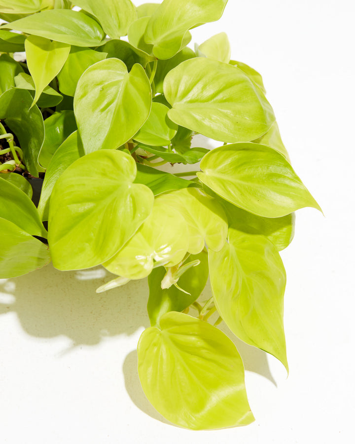 Philodendron Neon | Heart Shaped| Lively Root