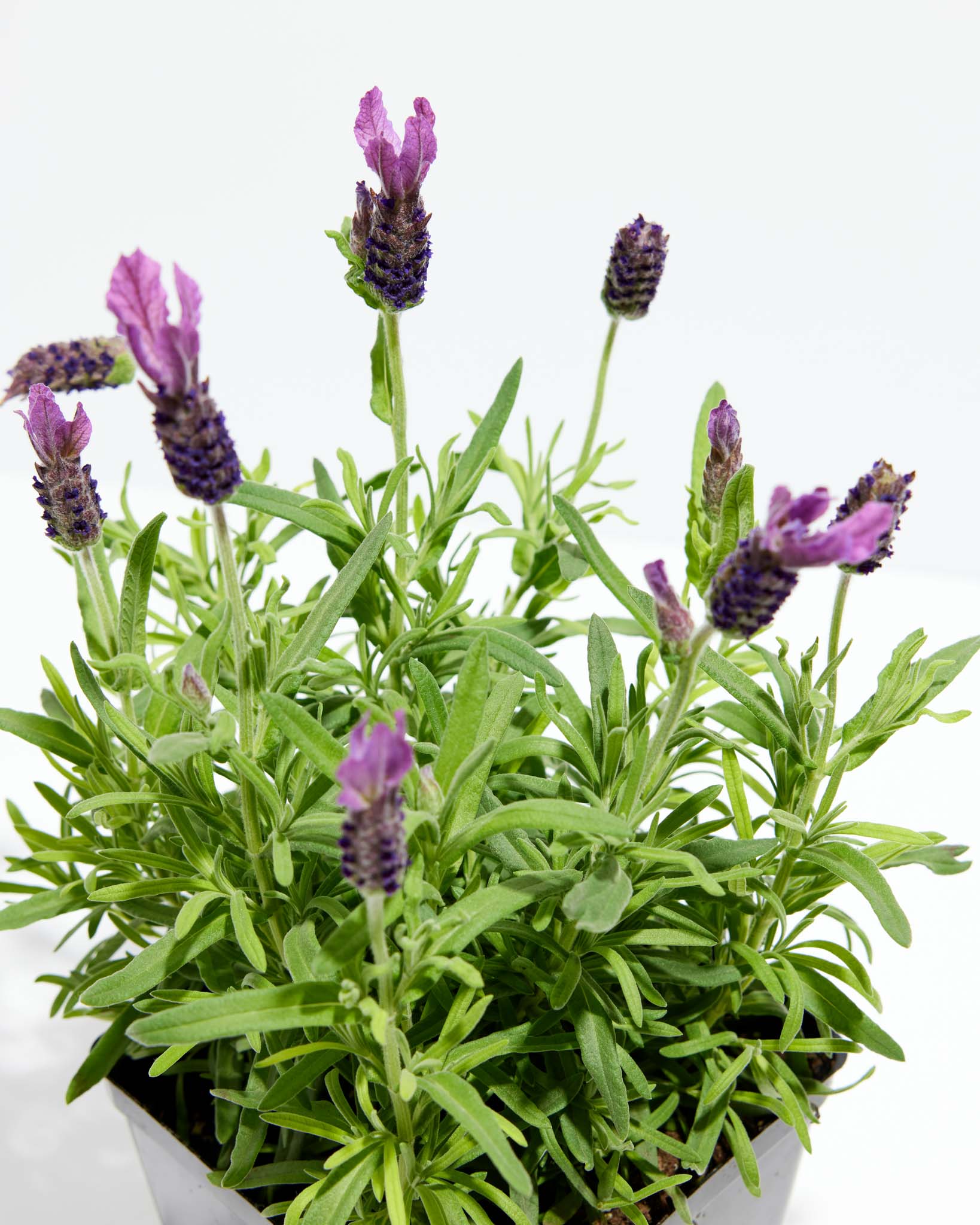 Lavender Primavera | Lovely Plant | Culinary | Smells Great