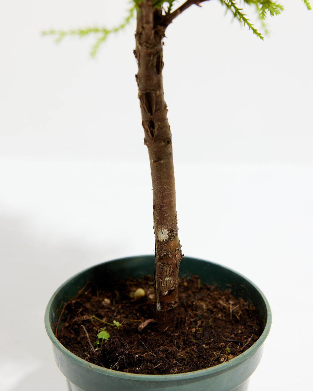 Lemon Cypress Topiary | Mediterranean Beauty | Table Top Plant