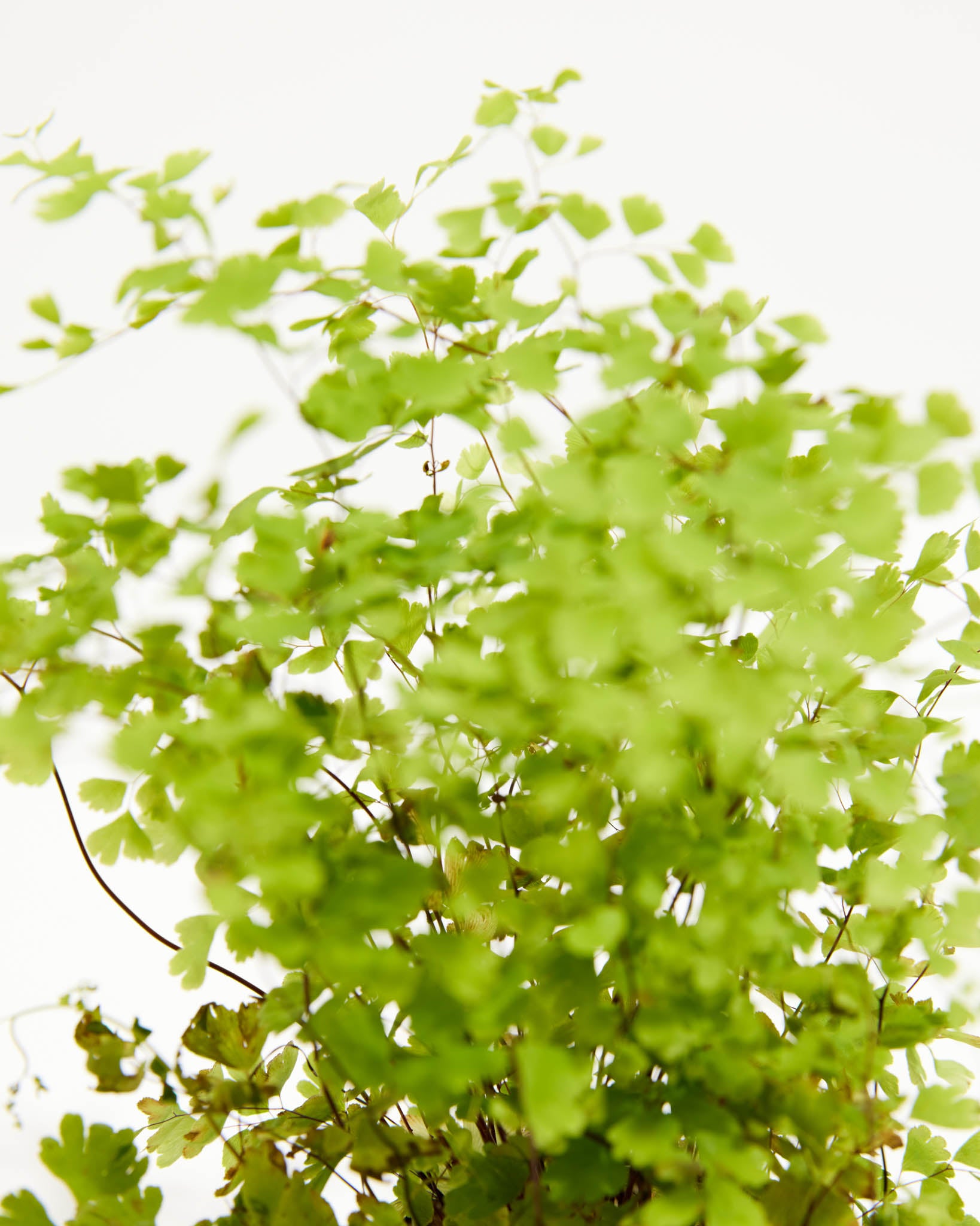 Maidenhair Fern | Indoor Ferns For Sale | Lively Root