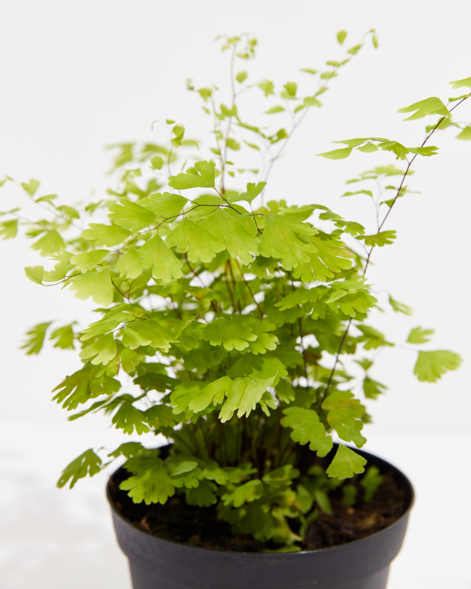 Maidenhair Fern | Indoor Ferns For Sale | Lively Root