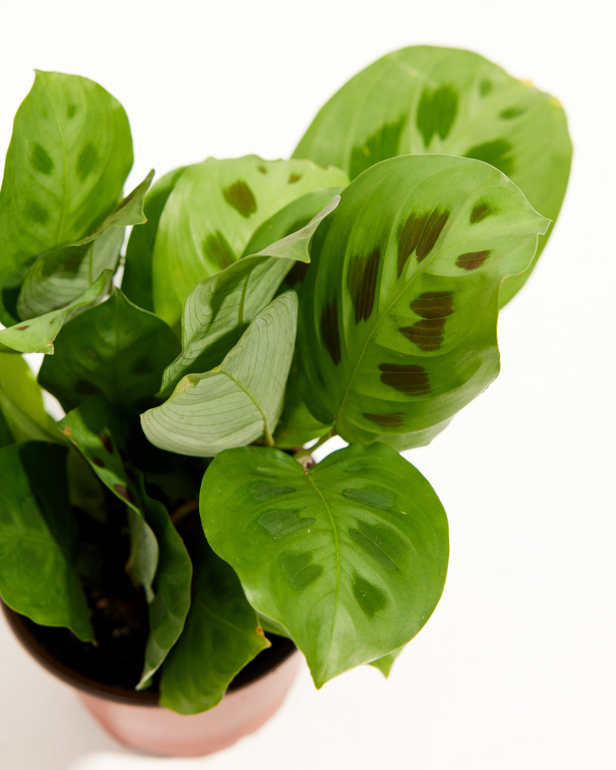 Maranta Leuconeura | Lively Root