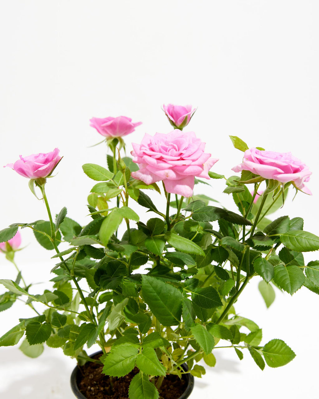 Blush Pink Miniature Roses | Delicate Fragrance Flowers Plant | Lively Root