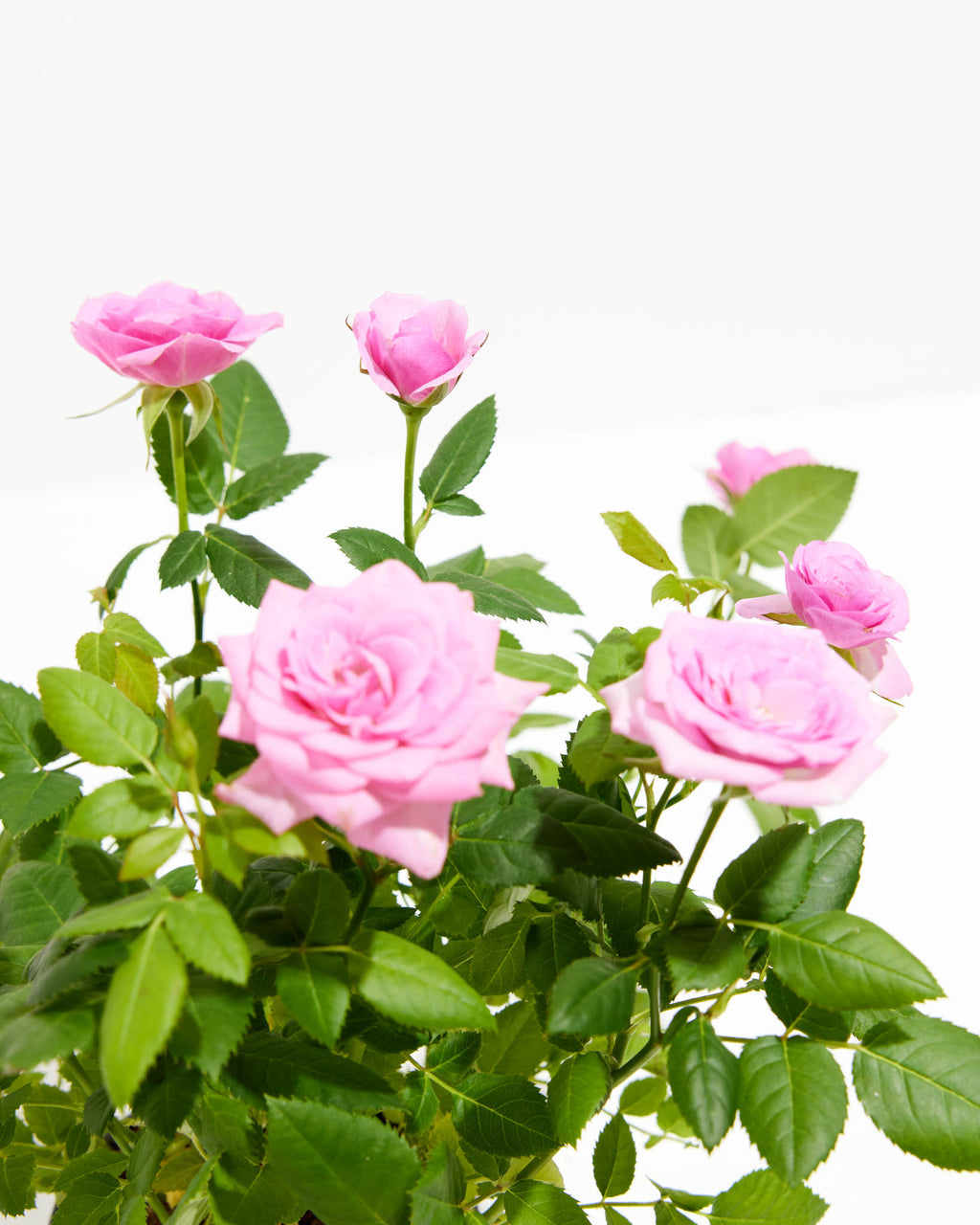 Blush Pink Miniature Roses | Delicate Fragrance Flowers Plant | Lively Root