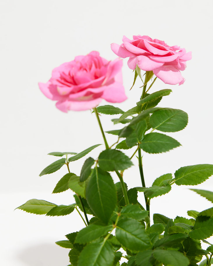 Pink Miniature Roses For Sale - Indoor Flowering Plant