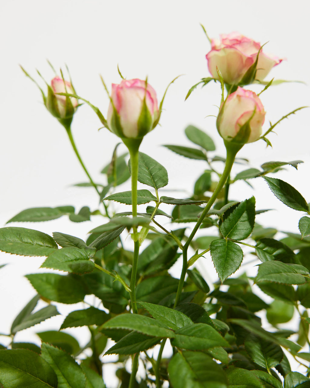 Variegated Pink Miniature Roses | Delicate Fragrance Flowers Plant
