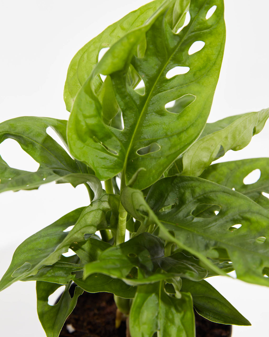 Swiss Cheese Plant | Monstera Adansonii | Lively Root