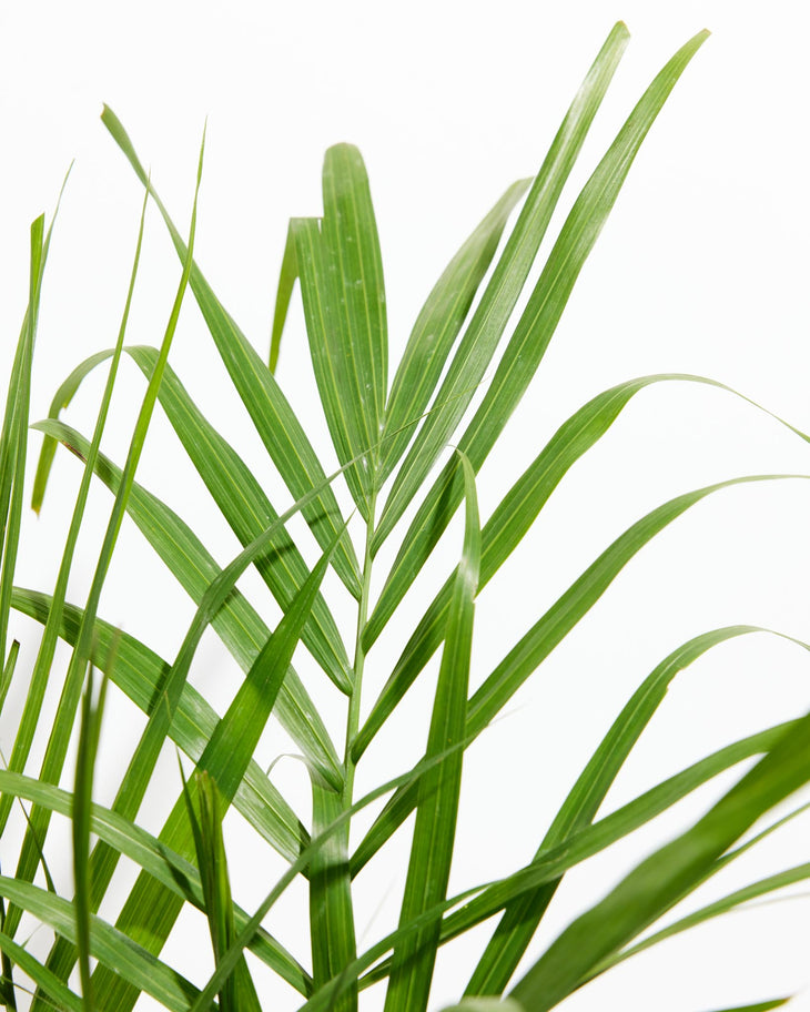 Areca Palm Tree for Sale | Lively Root