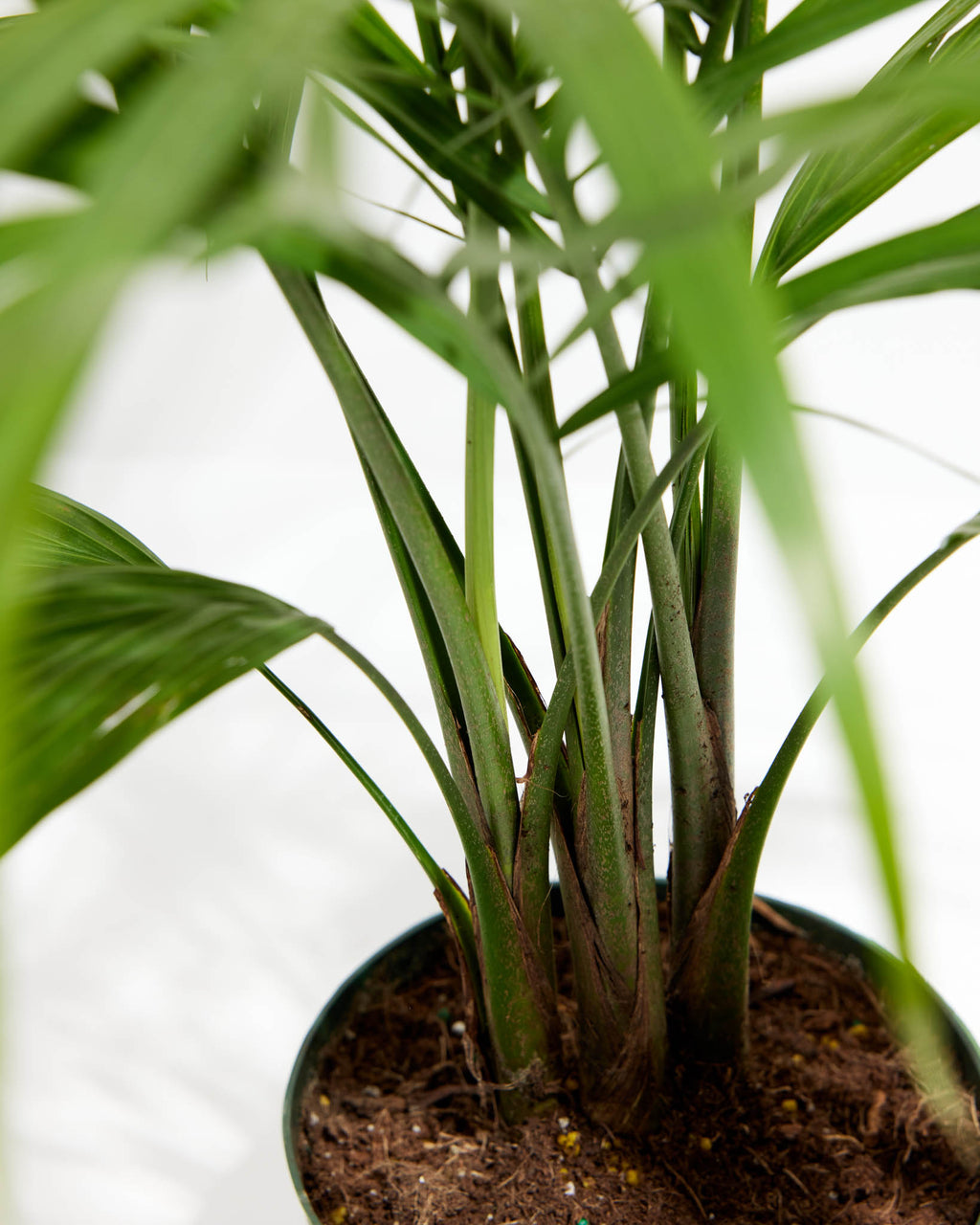 Areca Palm Tree for Sale | Lively Root