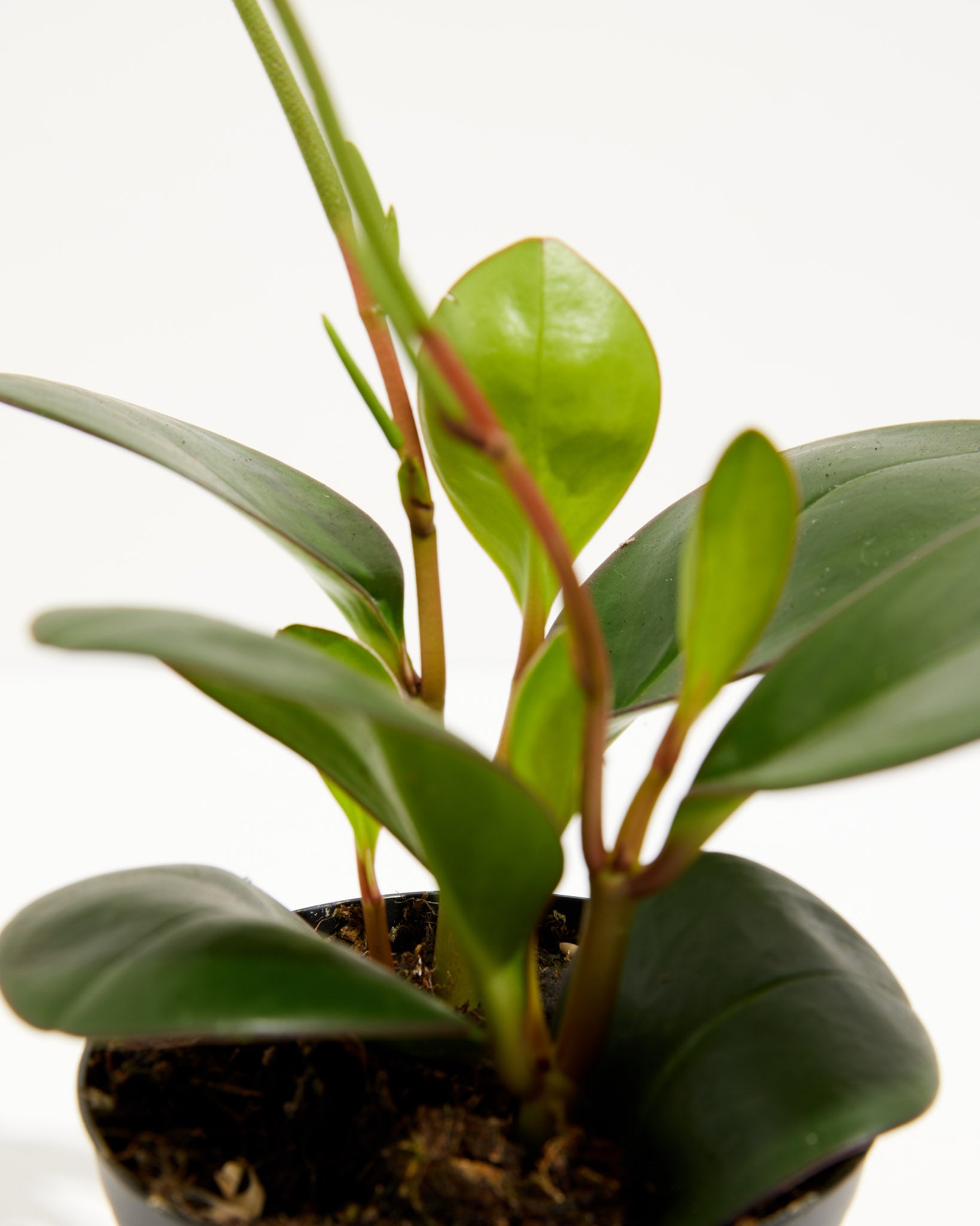 Red Peperomia For Sale, Including Care Guide & Growing Tips