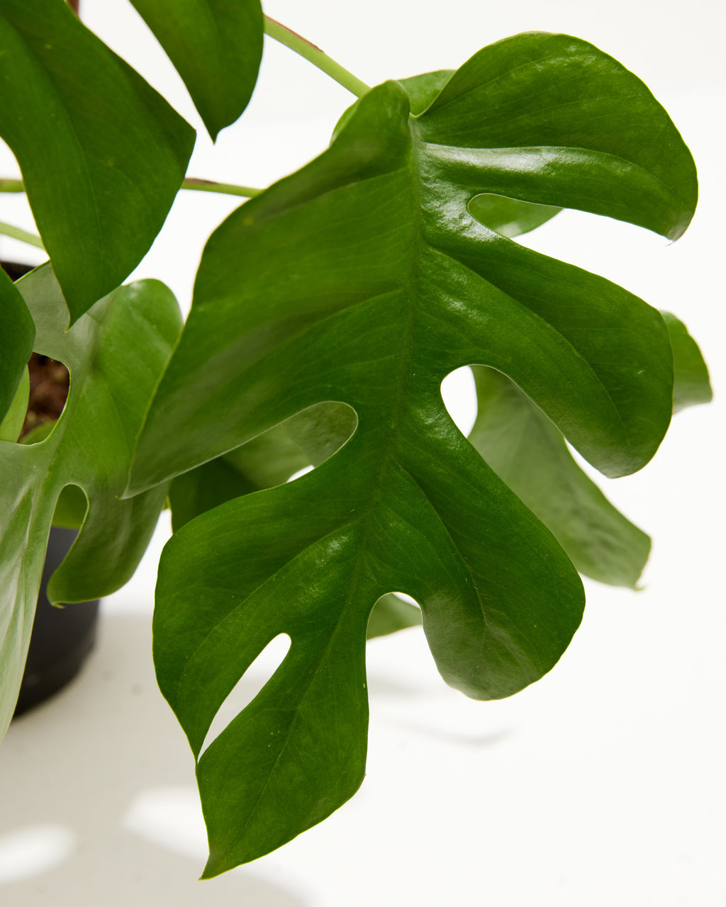 Mini Monstera (Philodendron Ginny) For Sale With Care Guide