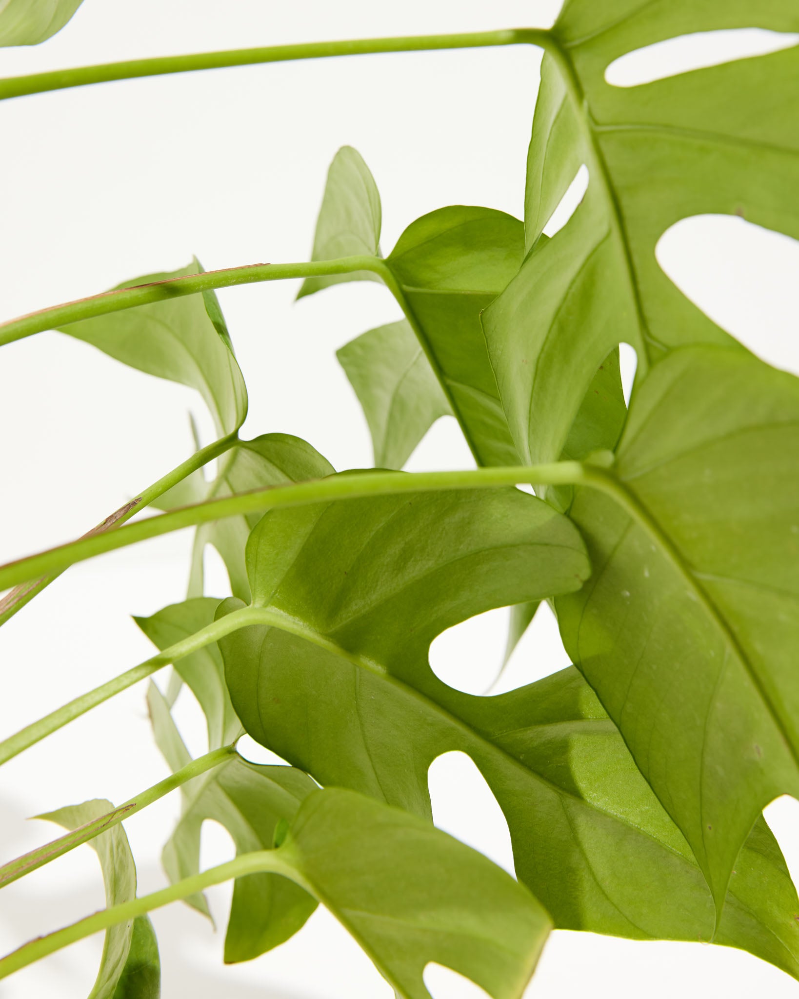 Mini Monstera (Philodendron Ginny) For Sale With Care Guide
