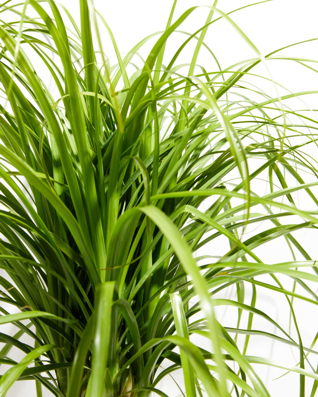 Ponytail Palm Tree Plant For Sale Including Care Guide