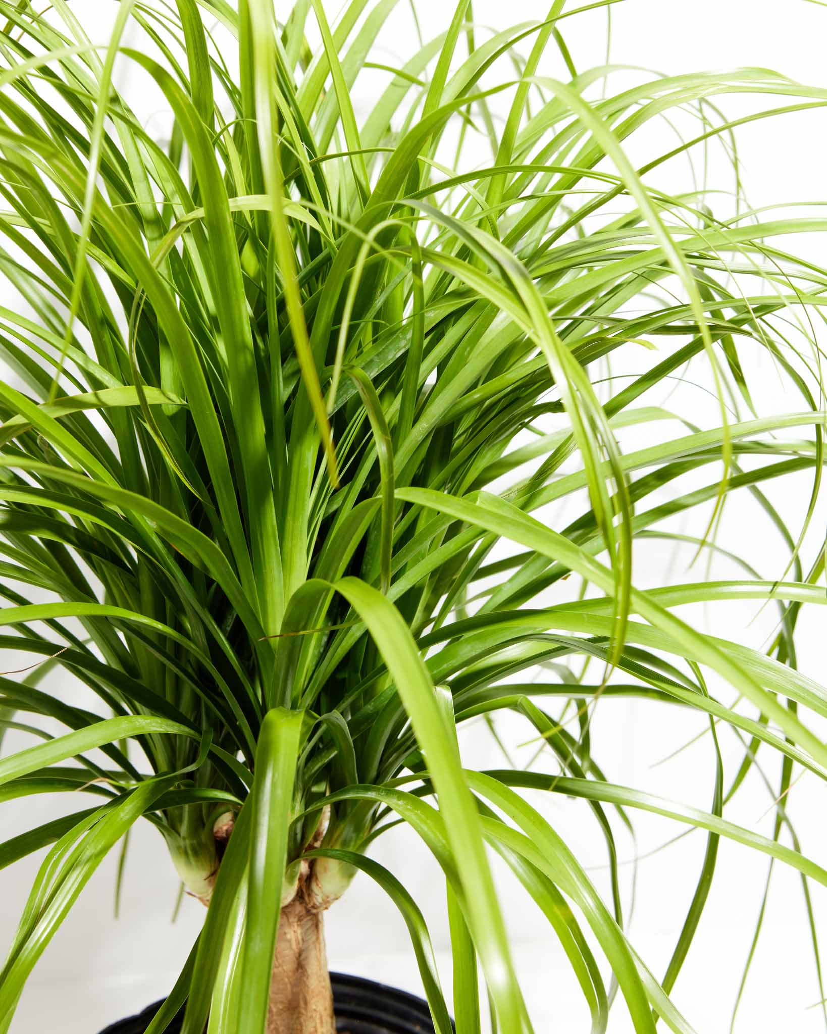 Ponytail Palm | Palm Trees For Sale | Including Care Guide