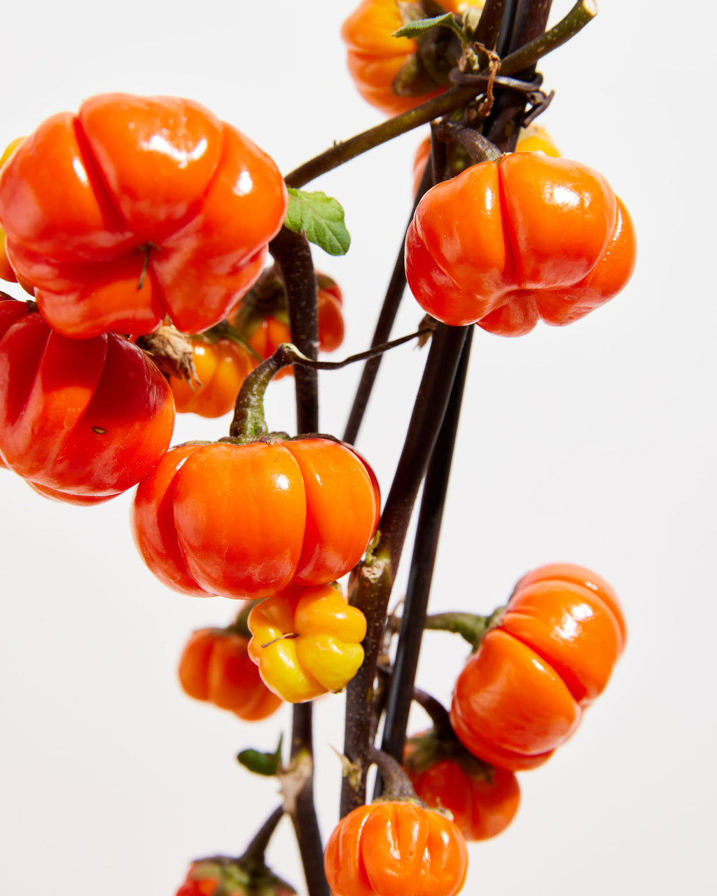 Live Pumpkins on a Stick | Fall Plants | Thanksgiving Decorations