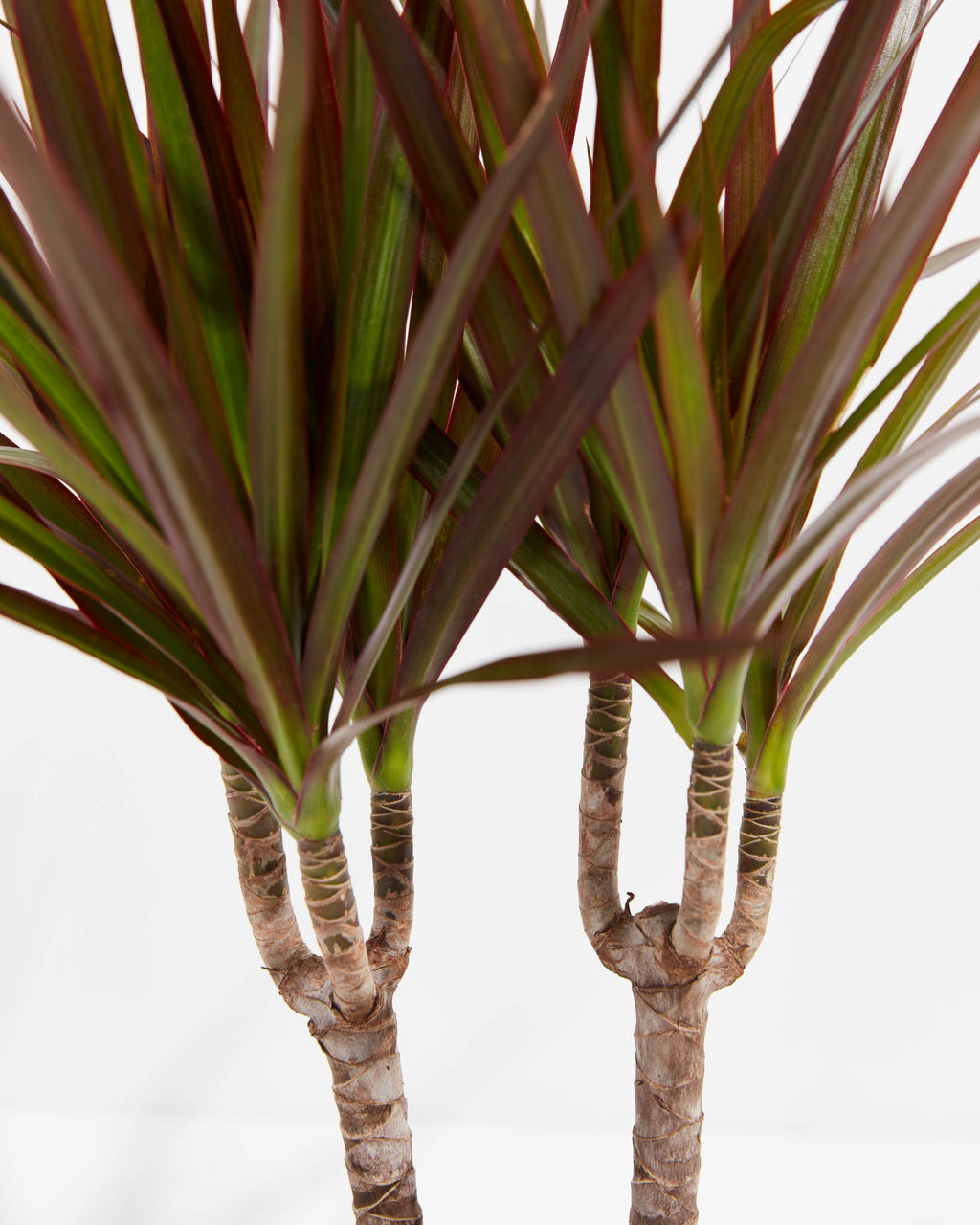Dracaena Cane Magenta For Sale Including Care Guide