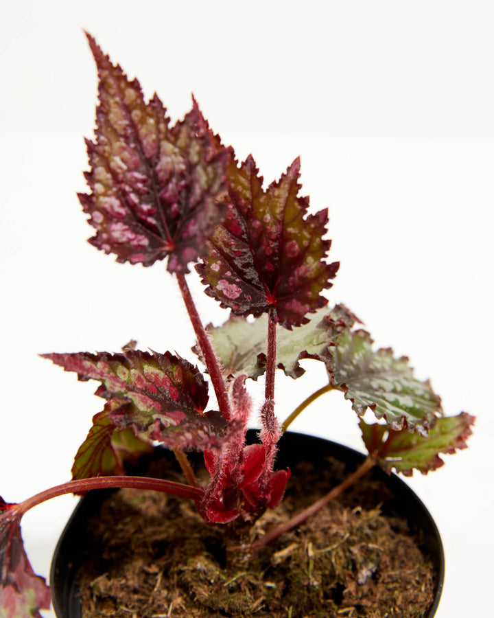 Rex Begonia Care