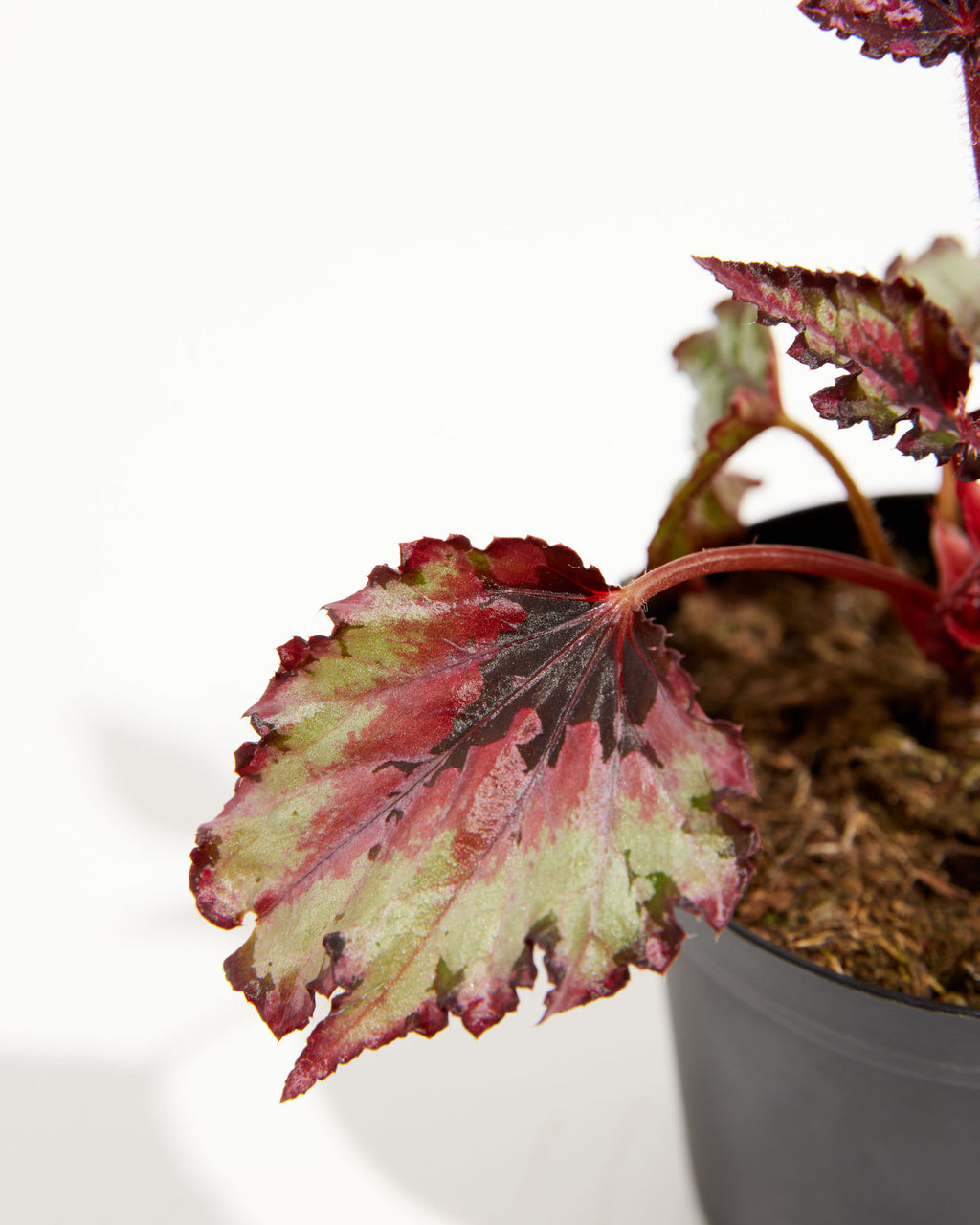 Rex Begonia Care