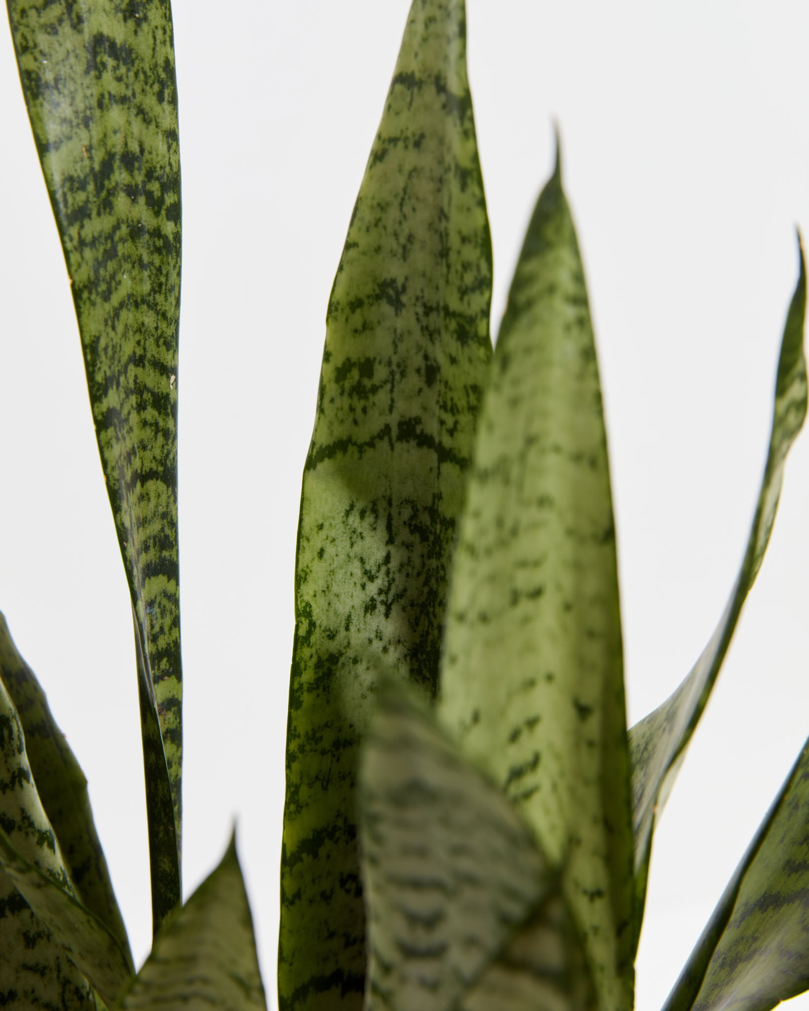 Shop Sansevieria Zeylanica Snake Plant, Including Care Guide