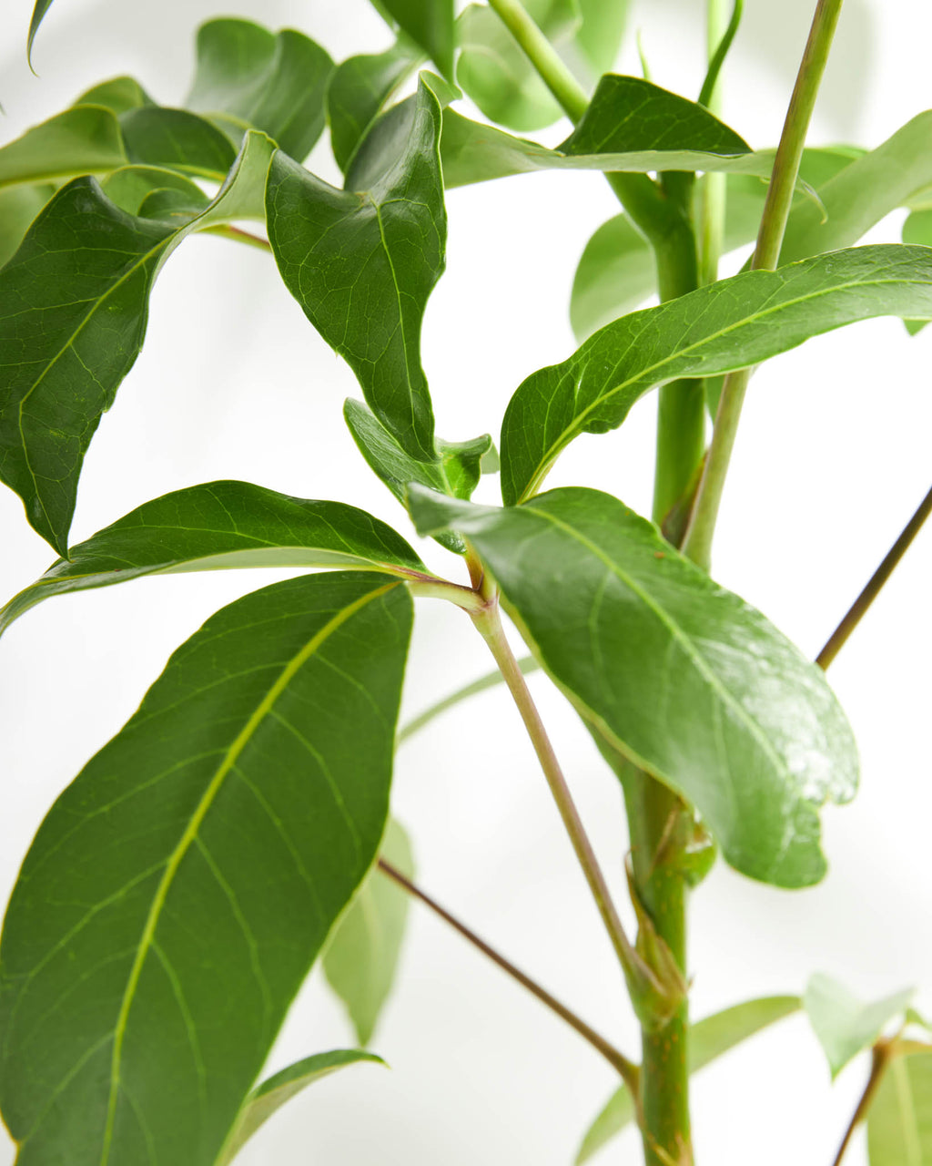 Australian Umbrella Tree | Large Plant Delivery | Lively Root