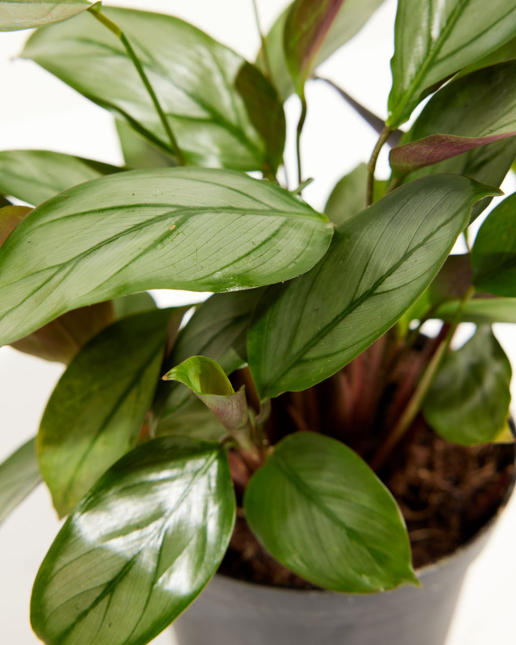 Ctenanthe Setosa for Sale: Striking Foliage for Your Oasis