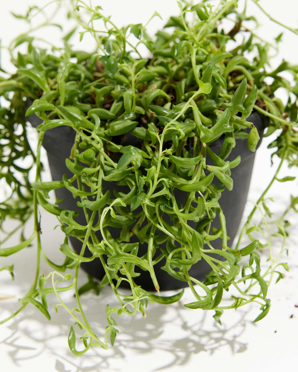 String of Dolphins | Dolphin Shaped Leaves Plant