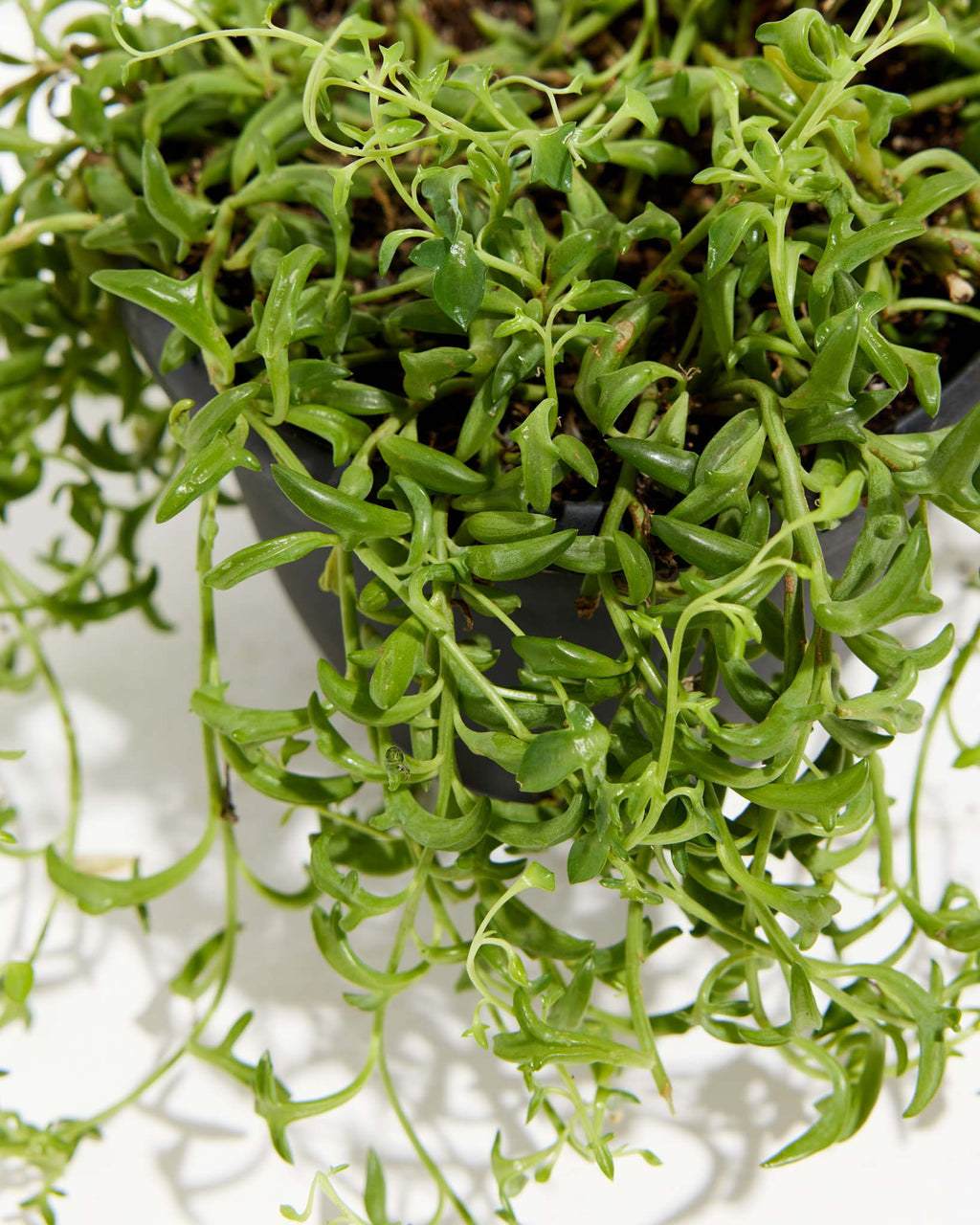 String of Dolphins | Dolphin Shaped Leaves Plant