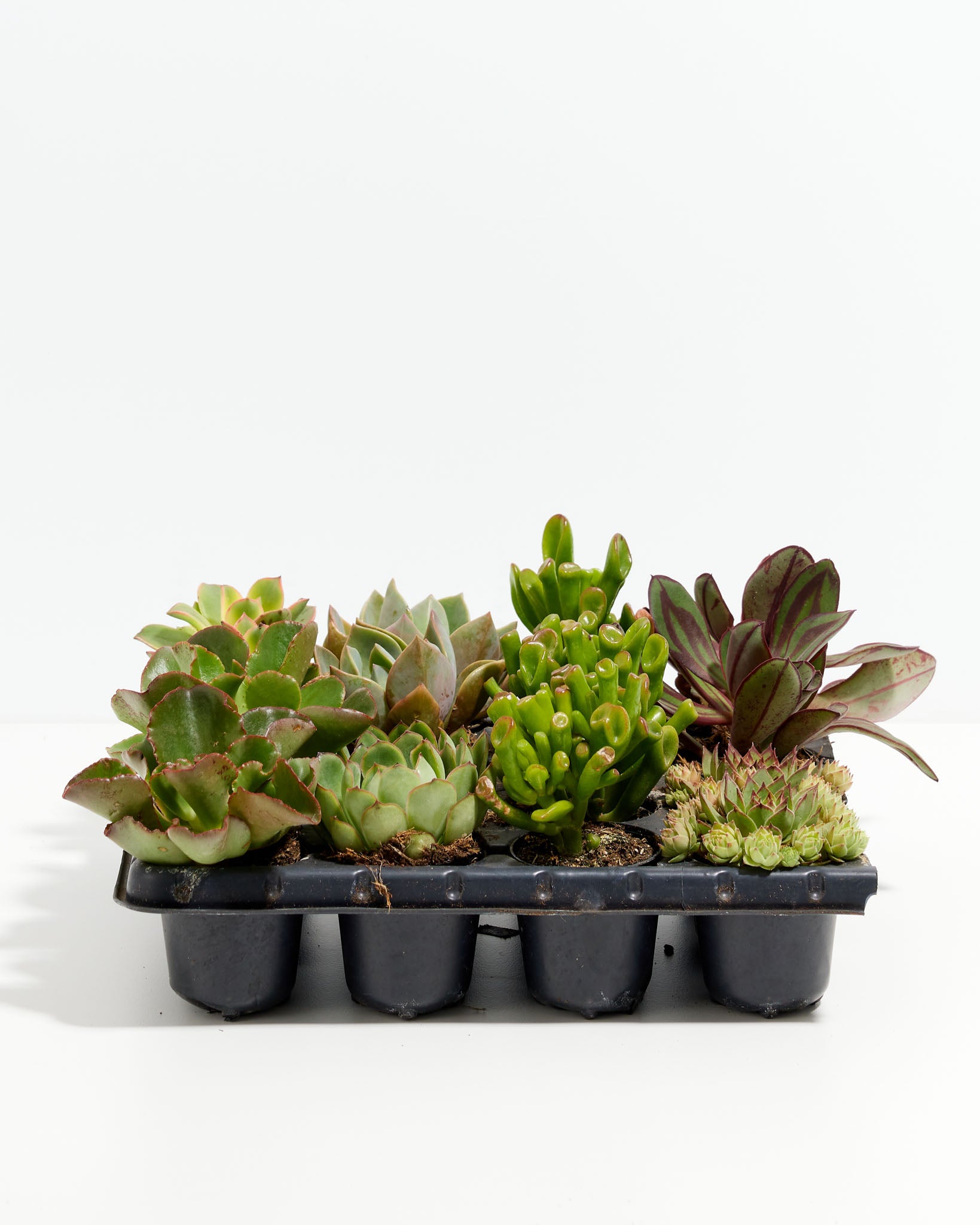 Assorted Succulents for Delivery | 16 Pack | Lively Root
