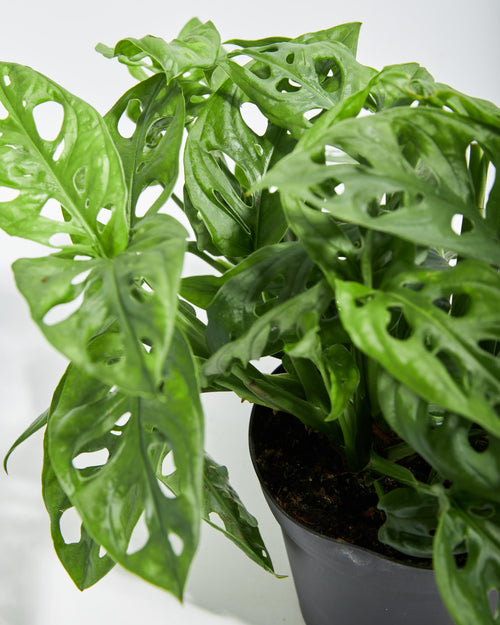 Repotting Monstera: Step-by-Step Guide for New Gardeners