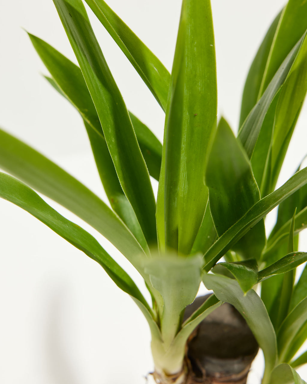 Yucca Cane Plant For Sale Including Large Full Grown Options