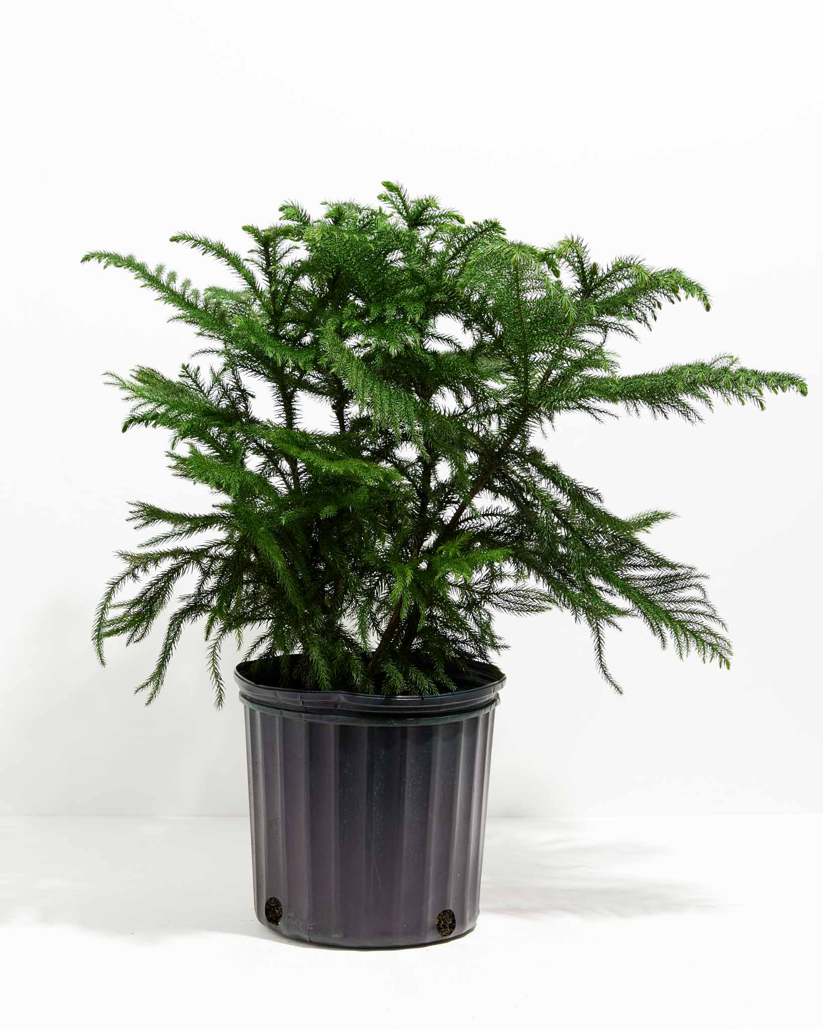 Norfolk Island Pine | Christmas Tree | Holiday Plant