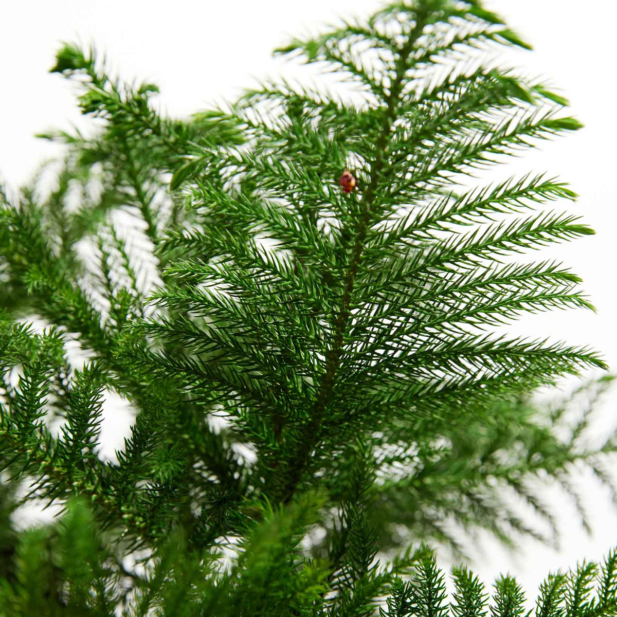 Norfolk Island Pine | Christmas Tree | Holiday Plant