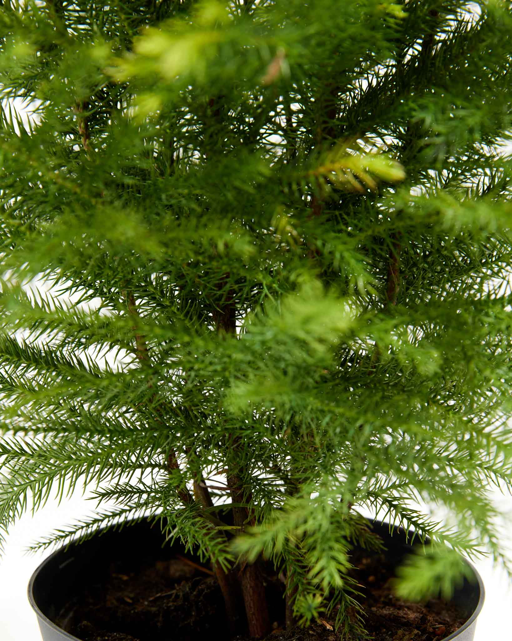Norfolk Island Pine | Christmas Tree | Holiday Plant