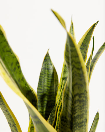 How to Care for your Variegated Snake Plant | Lively Root