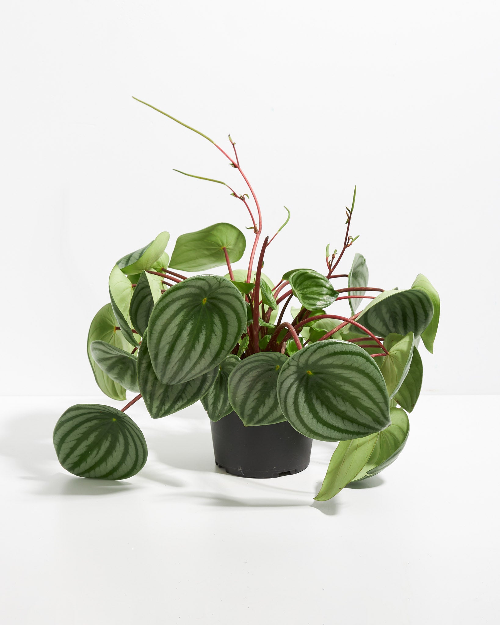 Watermelon Peperomia | Rare Plants | Lively Root