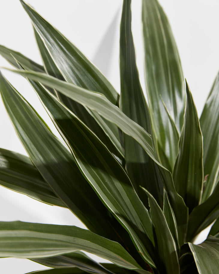 Striped Dracaena For Sale, Including Care Guide