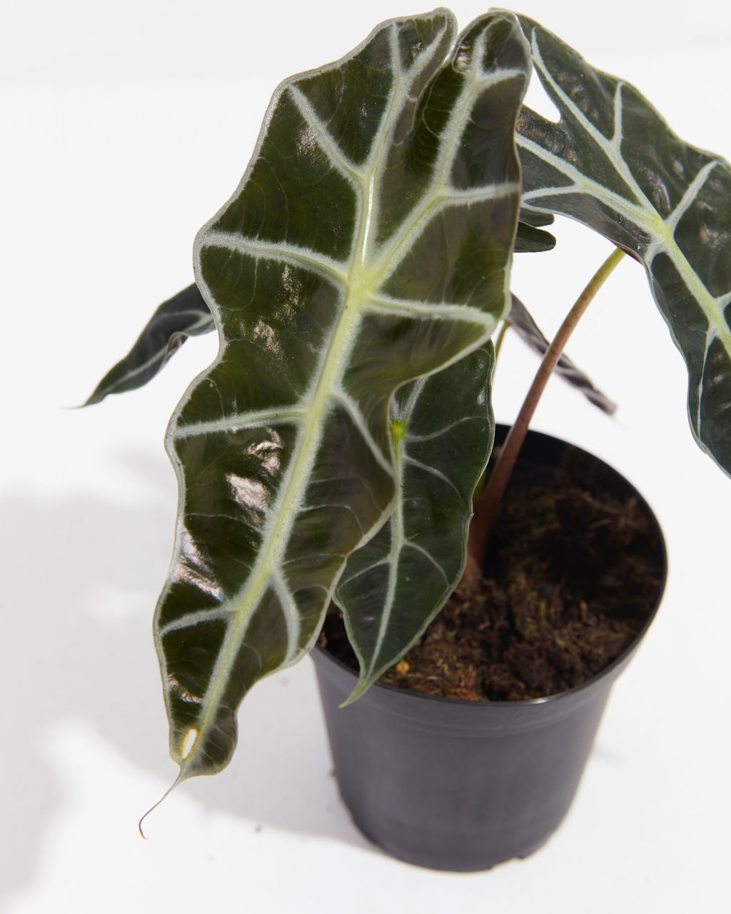 Alocasia Polly For Sale Including Care Guide & Growing Tips