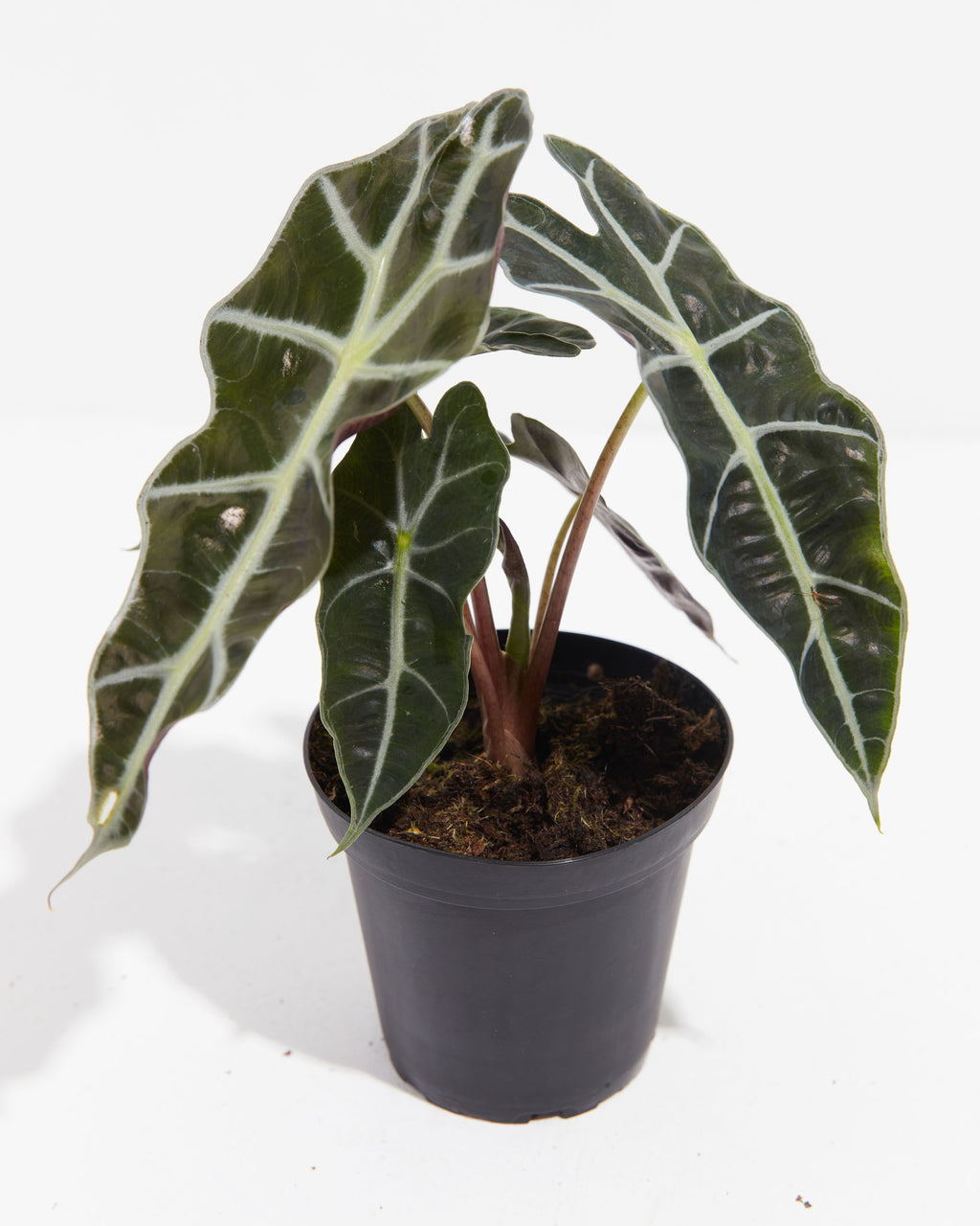 Alocasia Polly For Sale Including Care Guide & Growing Tips