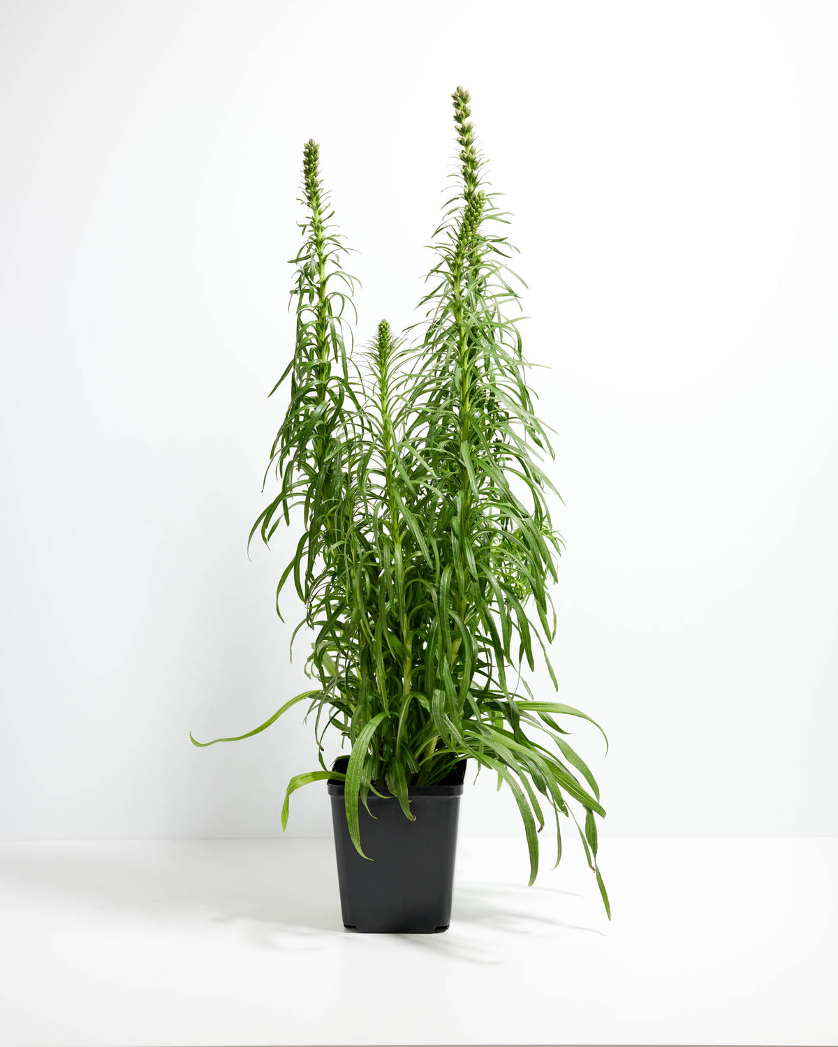 Blazing Star | Beautiful Blooming Plant | Lively Root