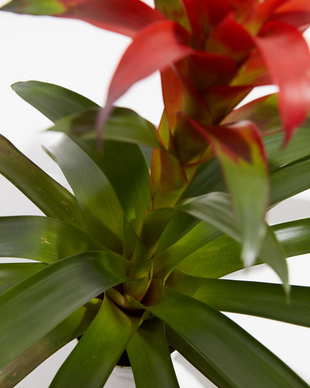Guzmania Flower Dying - Home Alqu