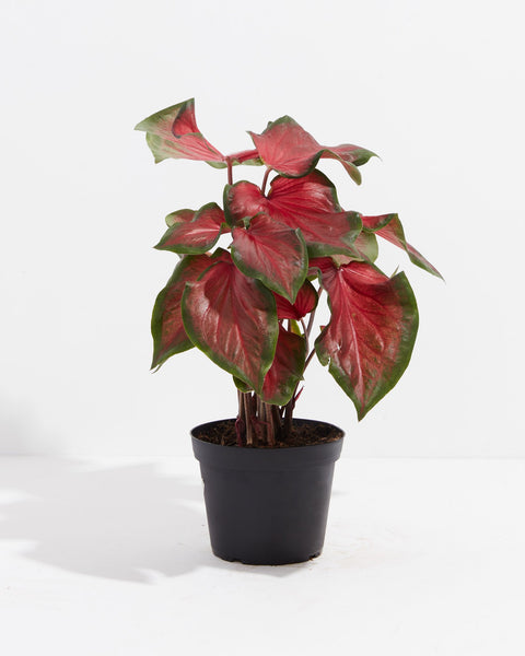 Florida Red Ruffles Caladium